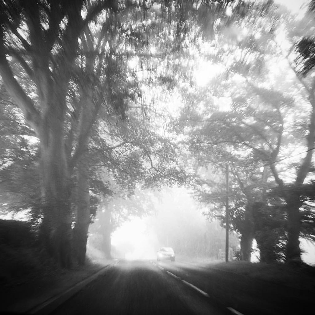 A Misty Morning | Aleck Cartwright
