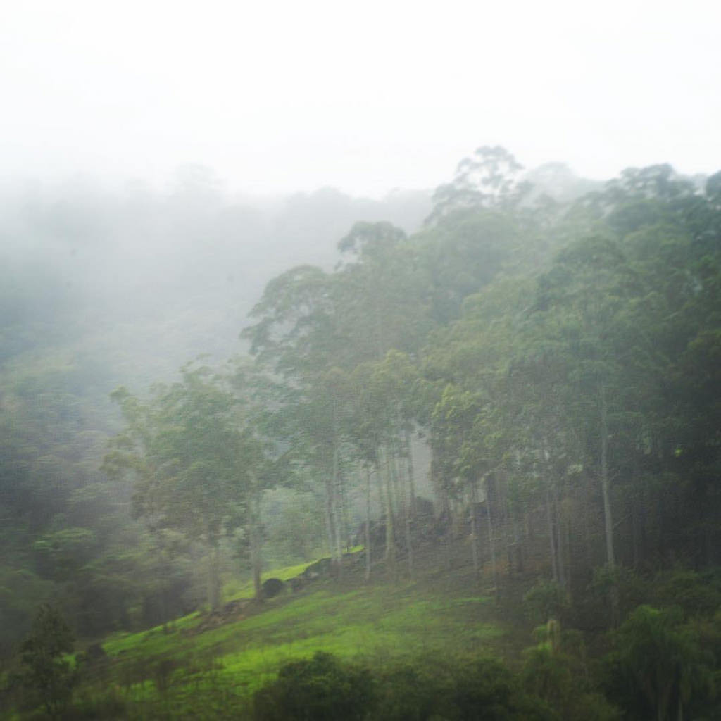 Misty Morning in Brazil | Aleck Cartwright